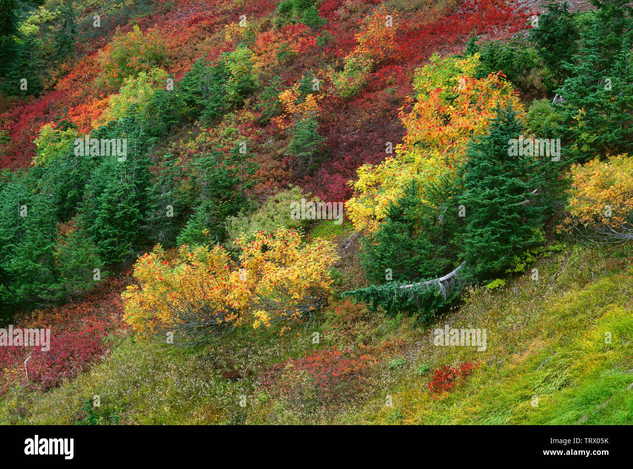 USA, Washington, Mt. Baker Snoqualmie National Forest, Fall colored ...
