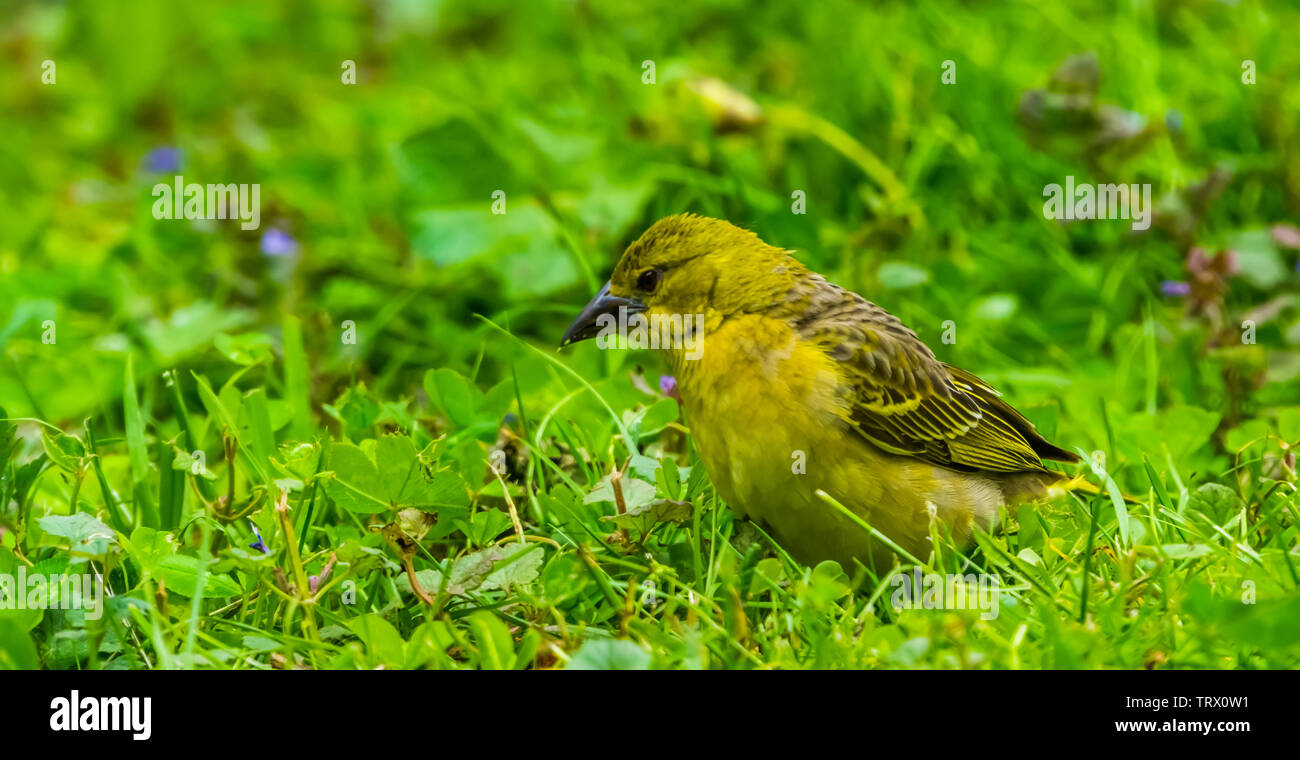 closeup of a yellow female weaver bird standing in the grass, tropical ...