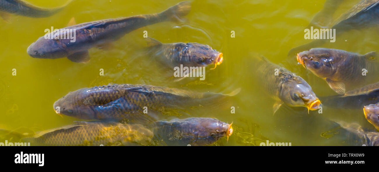 Freshwater Fish Above Swimming High Resolution Stock Photography and ...