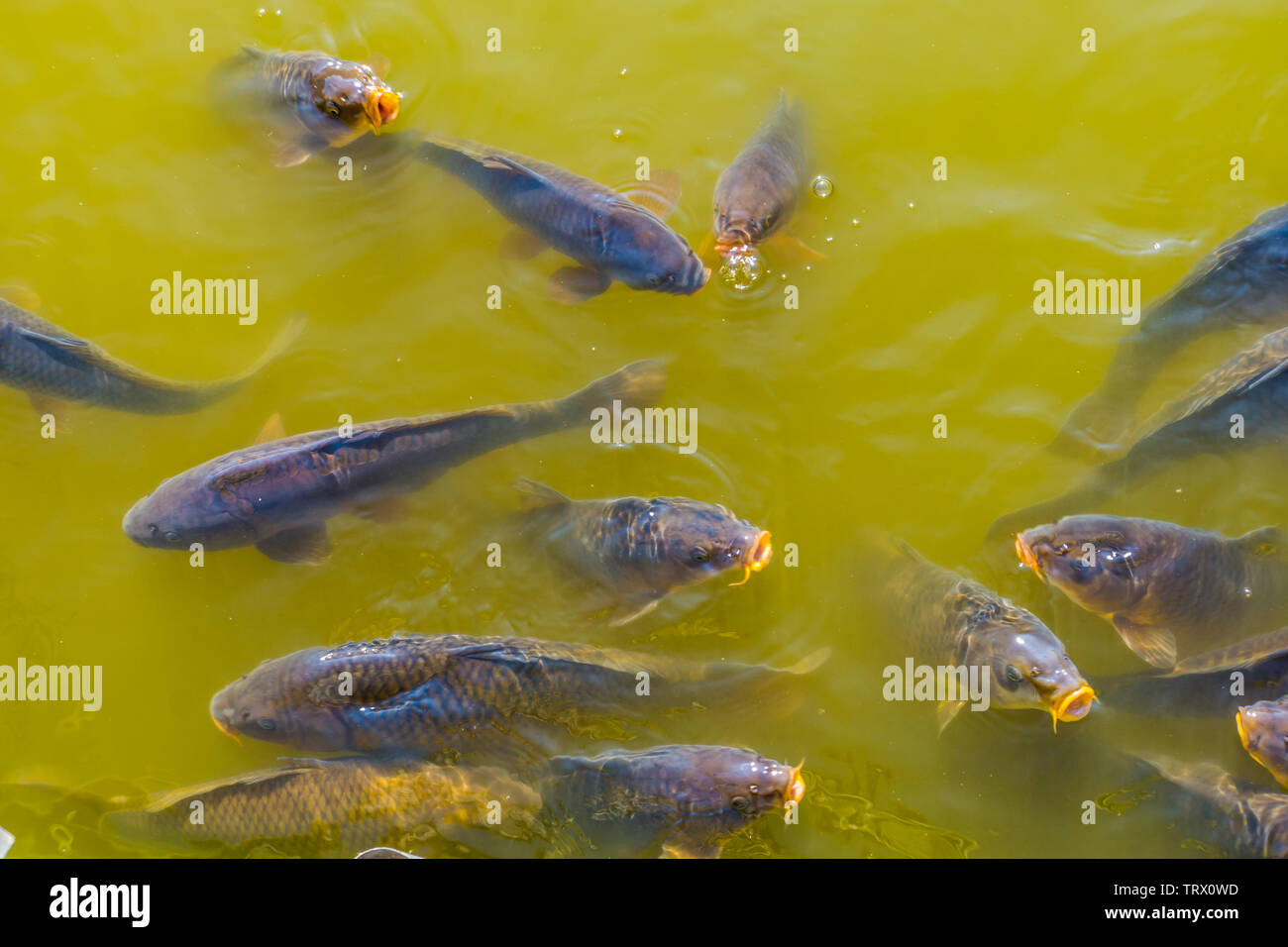 big shoal of common carps swimming together and coming above the water ...