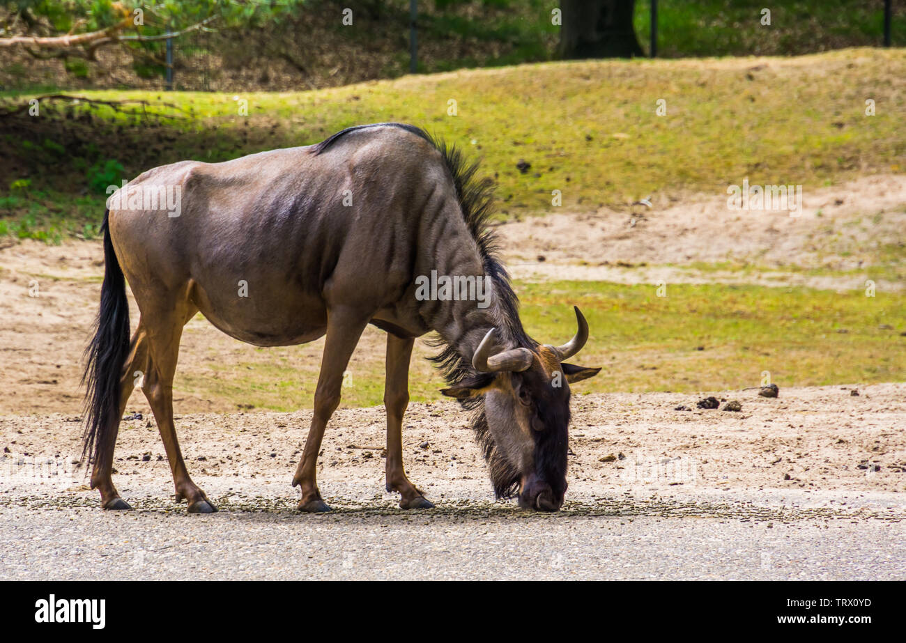 Closeup portrait of a blue Wildebeest, tropical antelope specie from ...