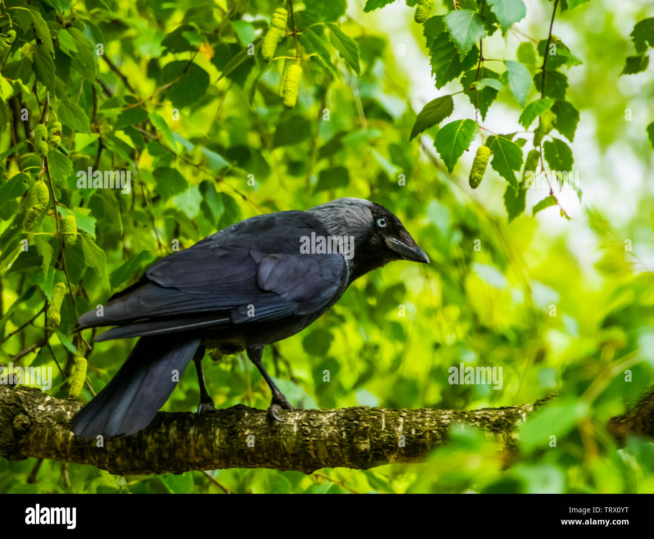 Crow In Tree