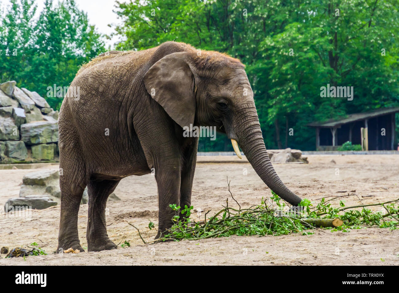 African bush elephant eating from tree hi-res stock photography and ...