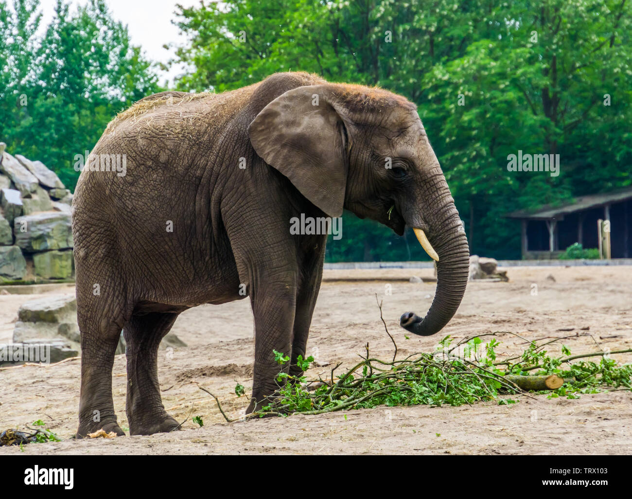 closeup portrait of a african elephant with tusks, vulnerable animal ...