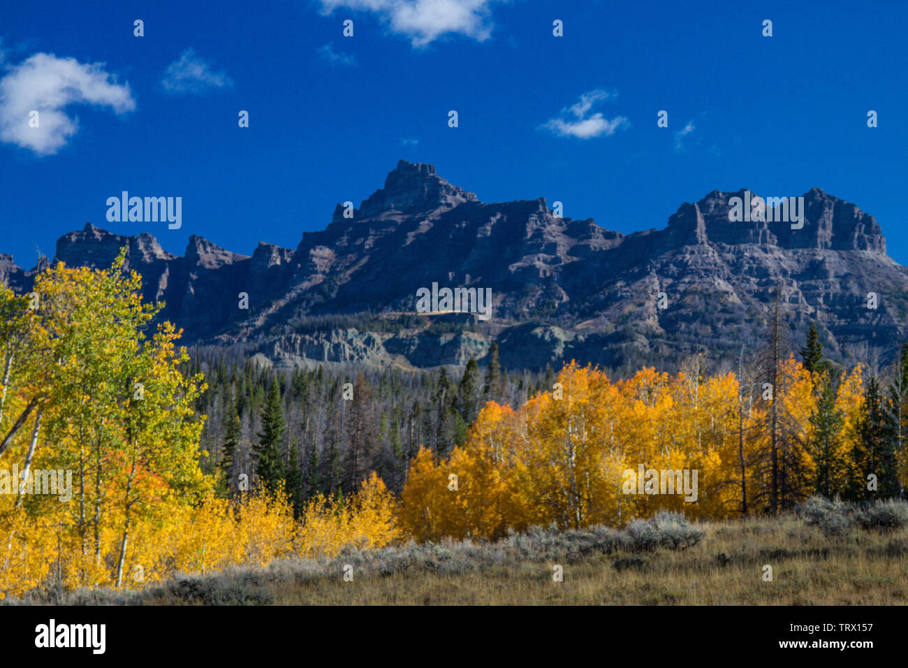 Autumn foliage, aspen trees, Absaroka Ranch, Wyoming Stock Photo - Alamy