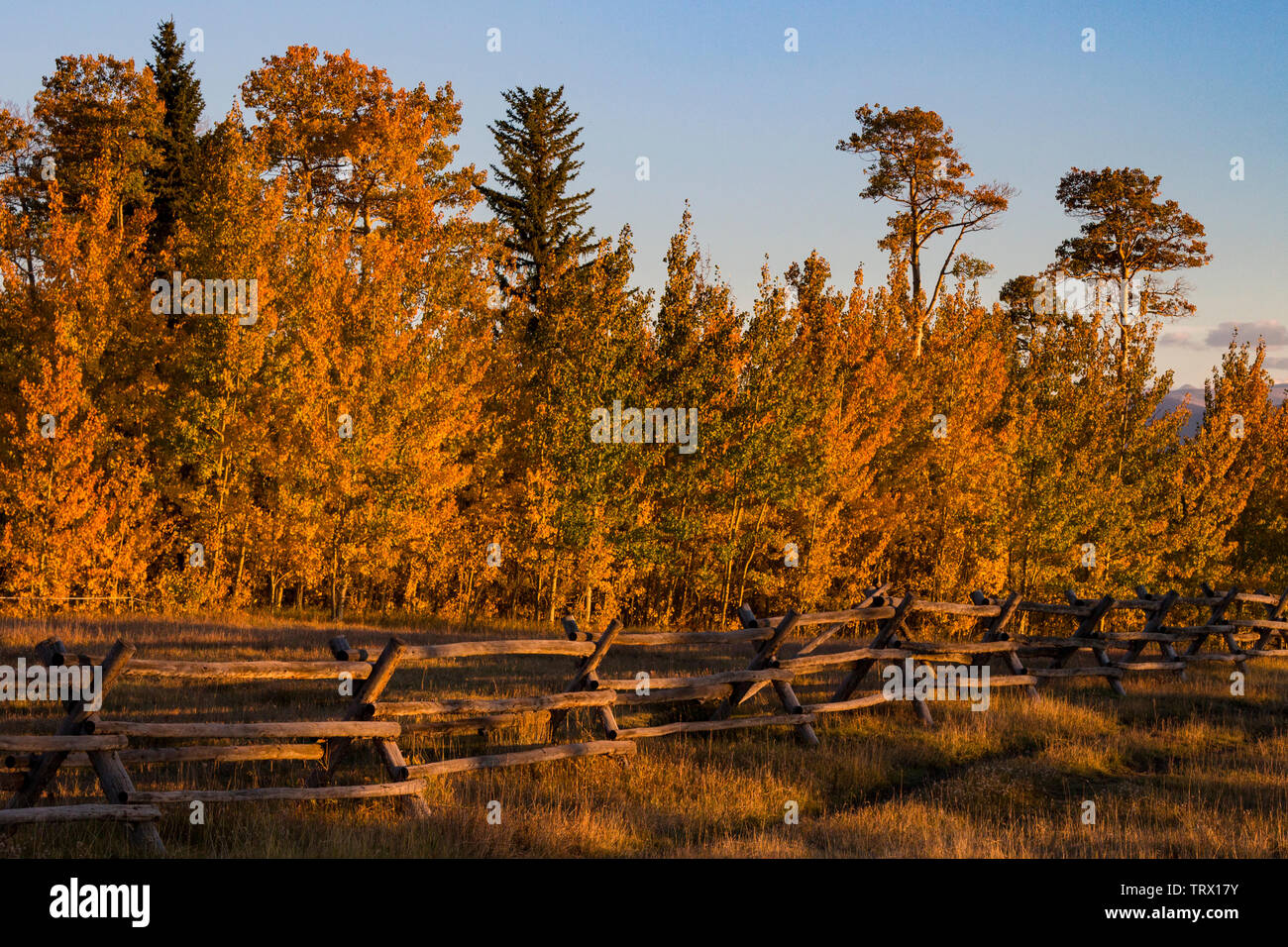 Autumn foliage, aspen trees, Absaroka Ranch, Wyoming Stock Photo - Alamy