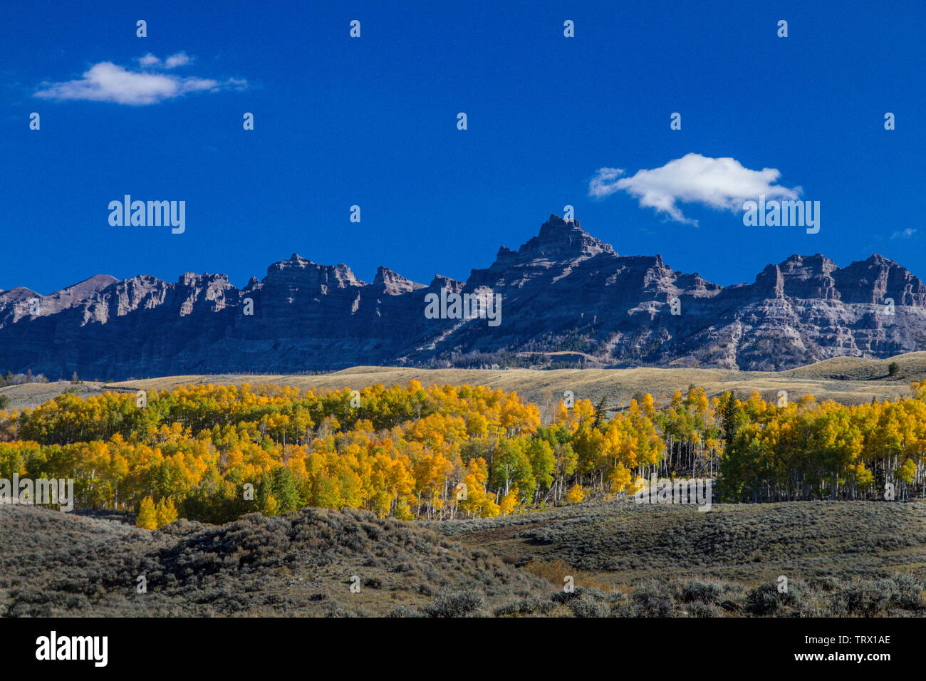 Autumn foliage, aspen trees, Absaroka Ranch, Wyoming Stock Photo - Alamy