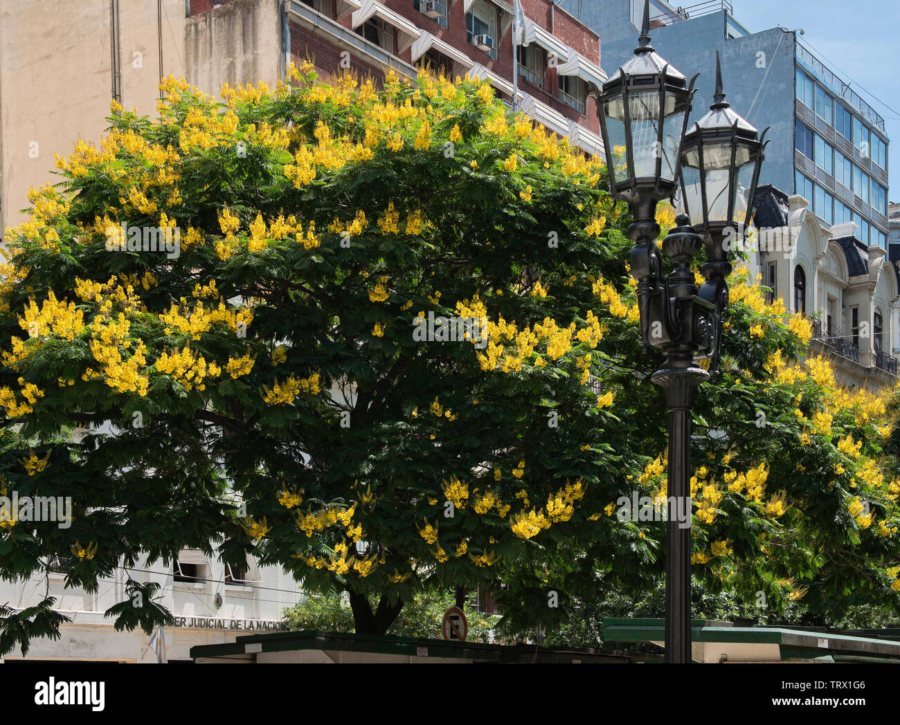 A decorative tree with yellow flowers on Plaza Lavalle in Buenos Aires ...