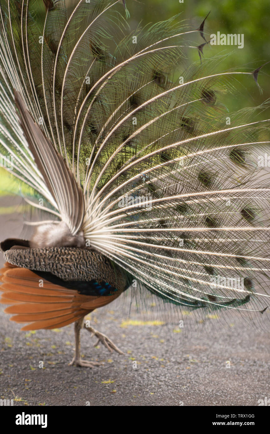 Proud as a peacock hi-res stock photography and images - Alamy