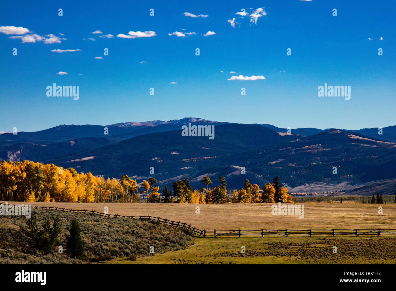 Autumn foliage, aspen trees, Absaroka Ranch, Wyoming Stock Photo - Alamy