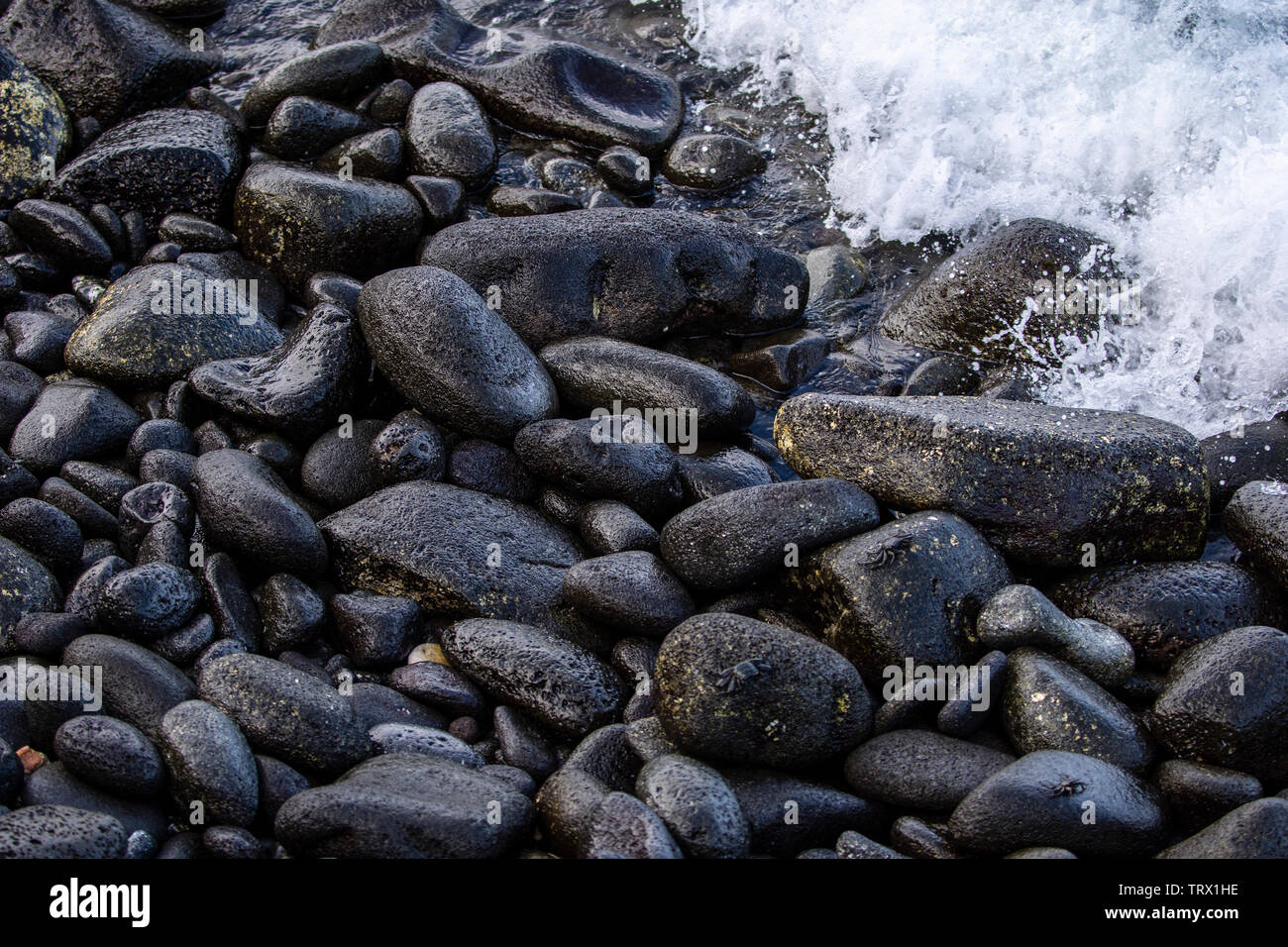 Black rocks cover the beach in Hilo, Hawaii, as a wave comes in ...