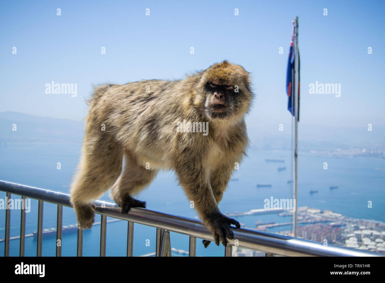 Gibraltar apes hi-res stock photography and images - Alamy