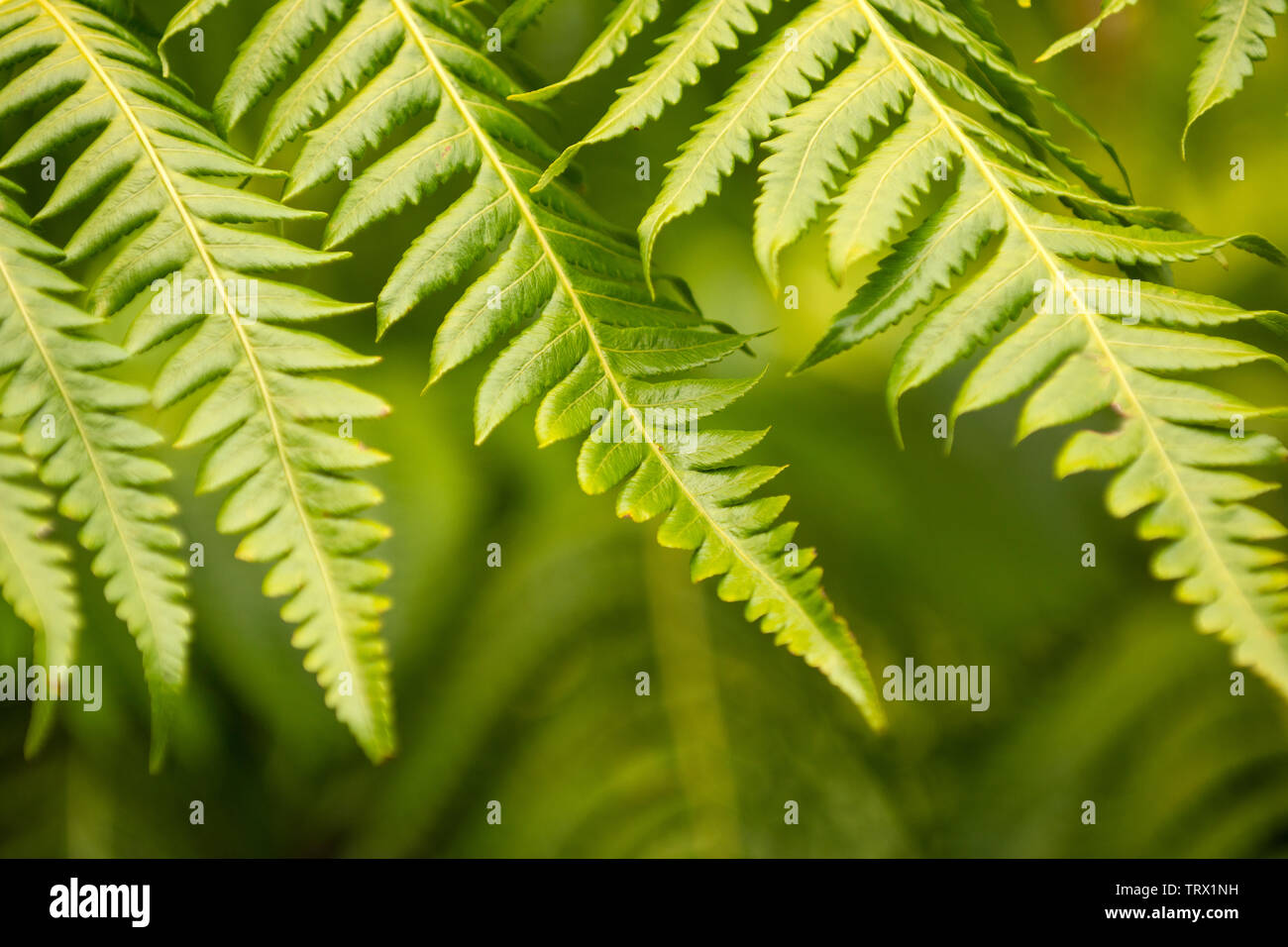 Pana’ewa rainforest hi-res stock photography and images - Alamy