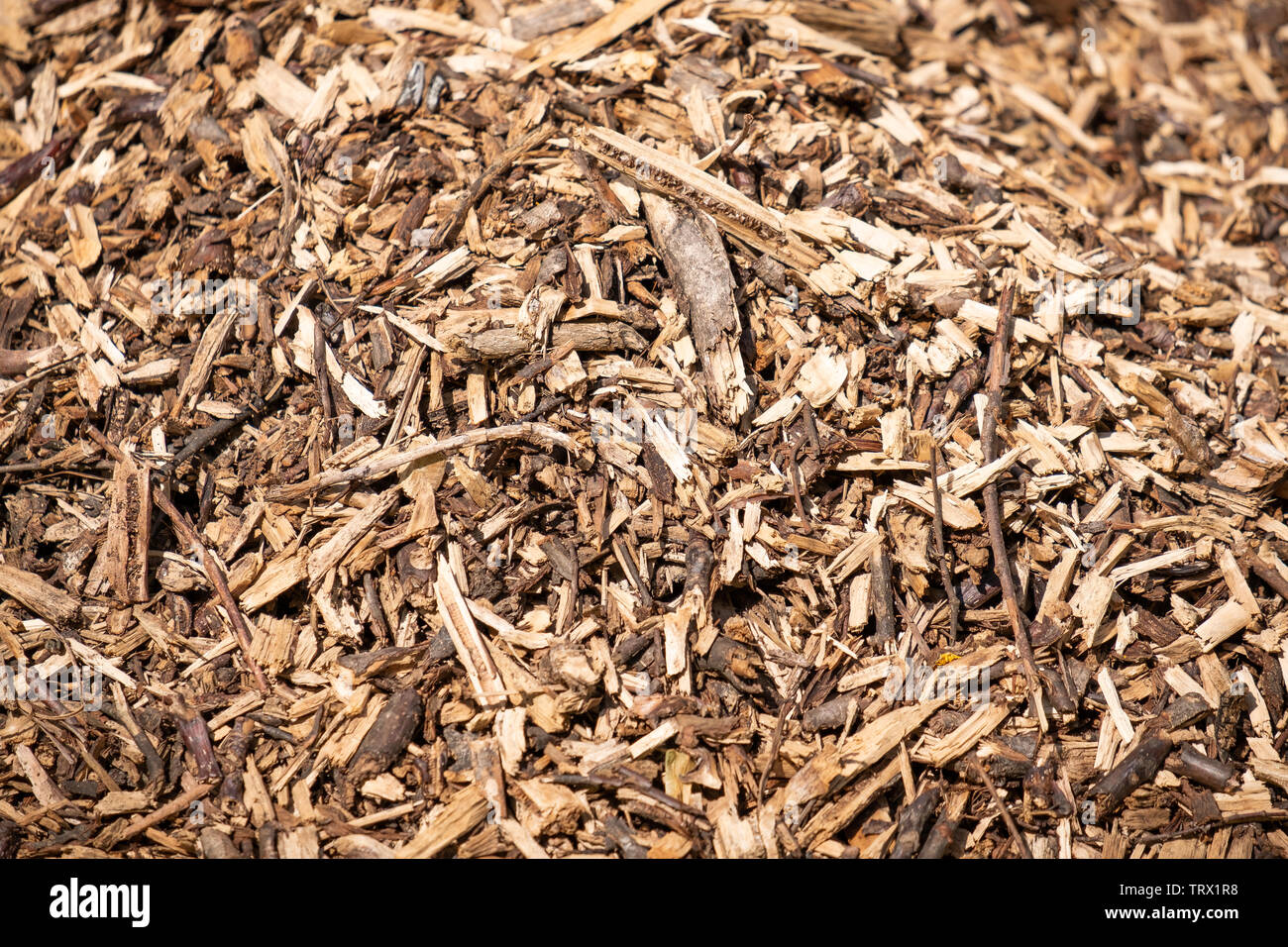 Natural grafts hi-res stock photography and images - Alamy