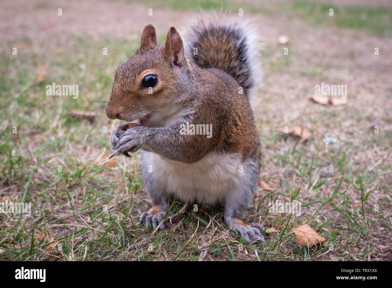 Squirrel eating a nut Stock Photo - Alamy
