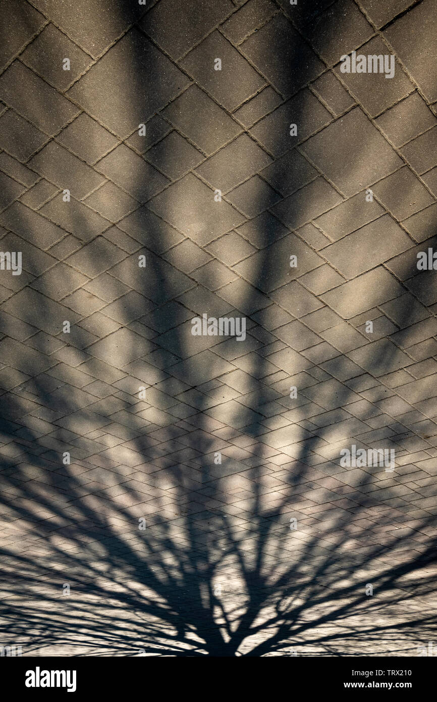 Shadow of a tree on a pavement hi-res stock photography and images - Alamy