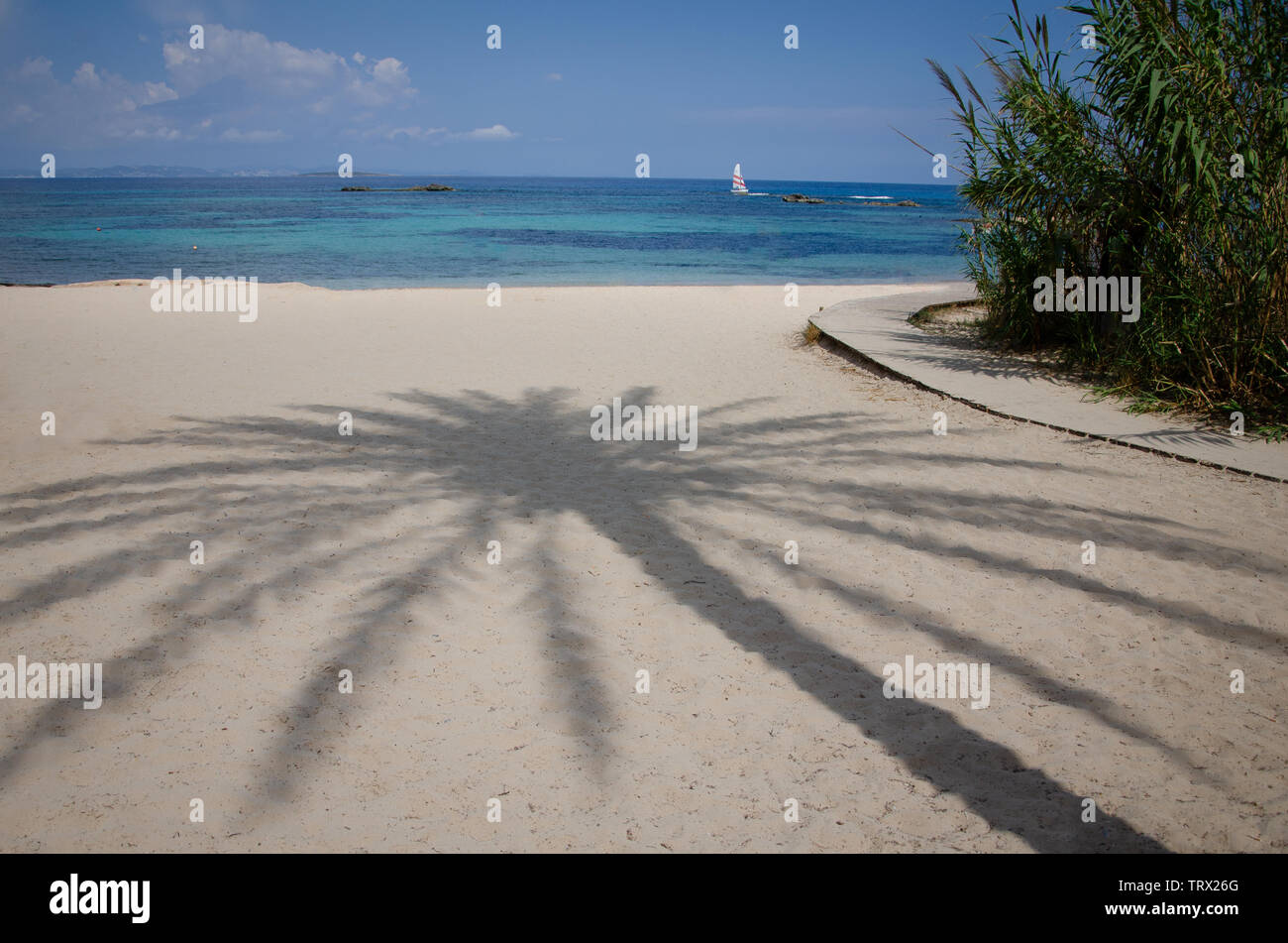 Palm tree shadow on the beach Stock Photo - Alamy