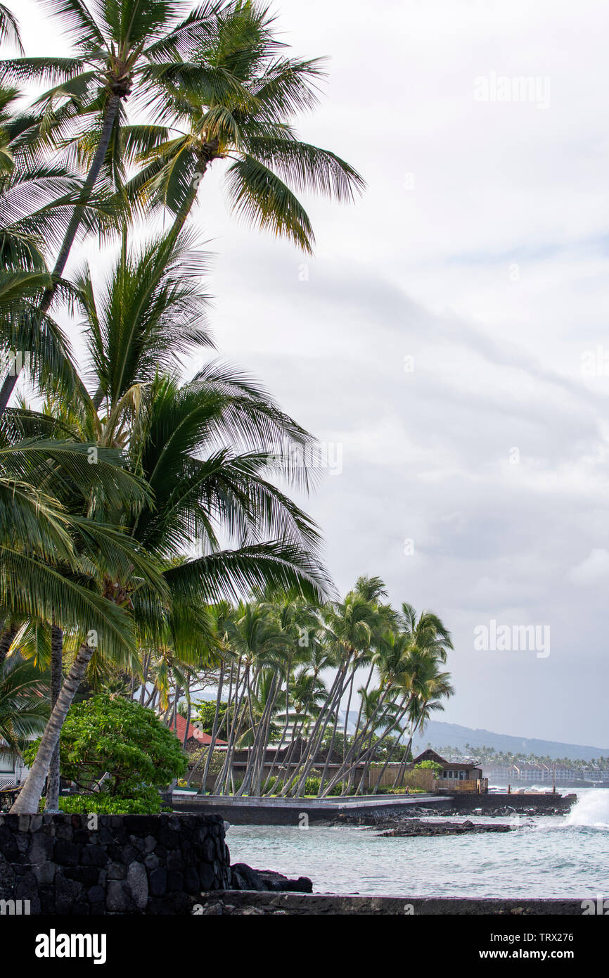 Hilo beach palm hi-res stock photography and images - Alamy