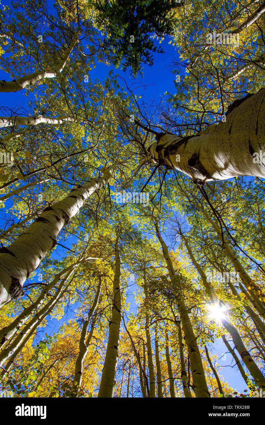 Autumn foliage, aspen trees, Absaroka Ranch, Wyoming Stock Photo - Alamy