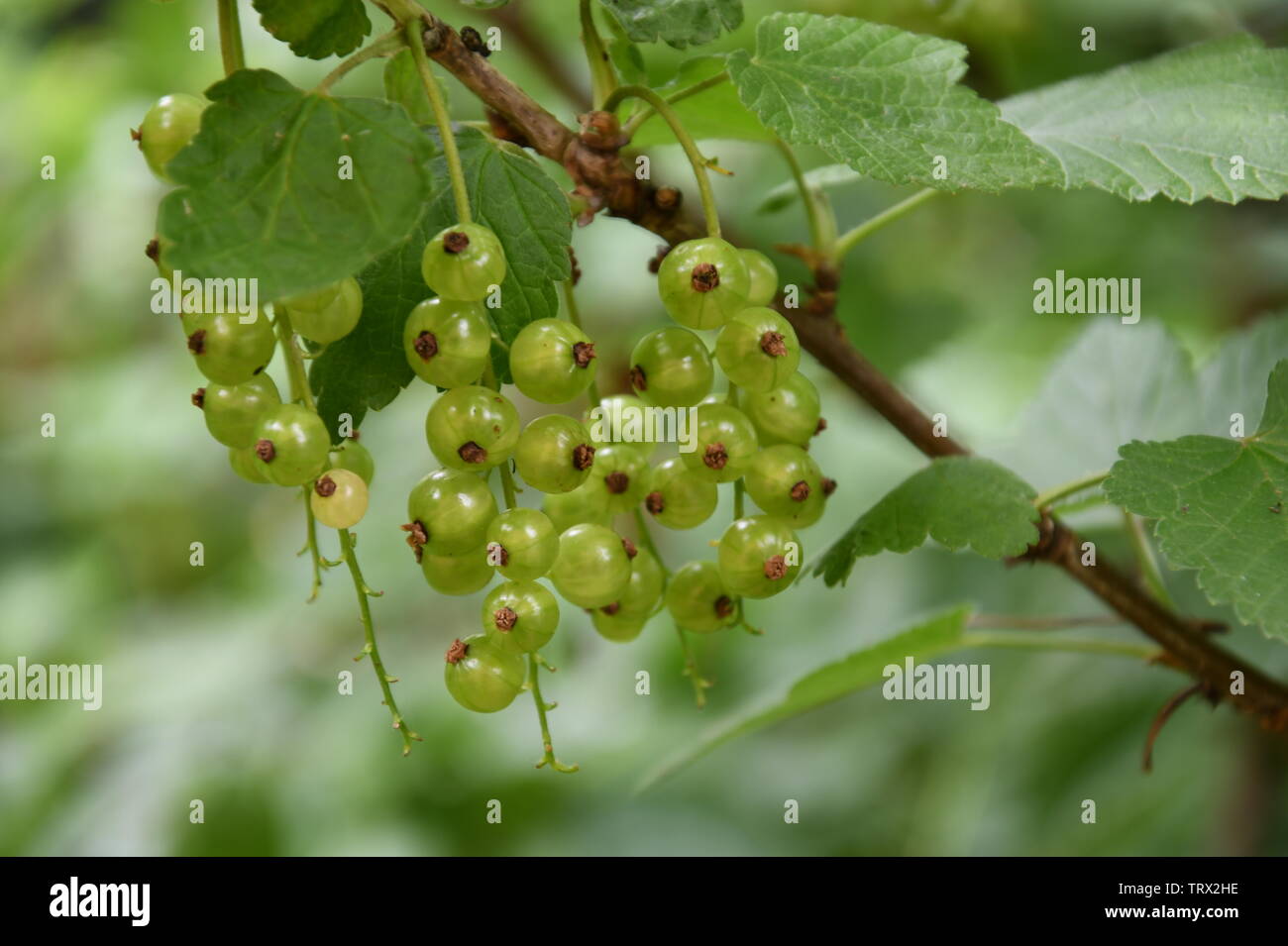 Premature green currants hi-res stock photography and images - Alamy