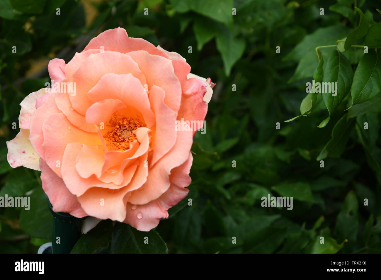 Fragaant blussom hi-res stock photography and images - Alamy