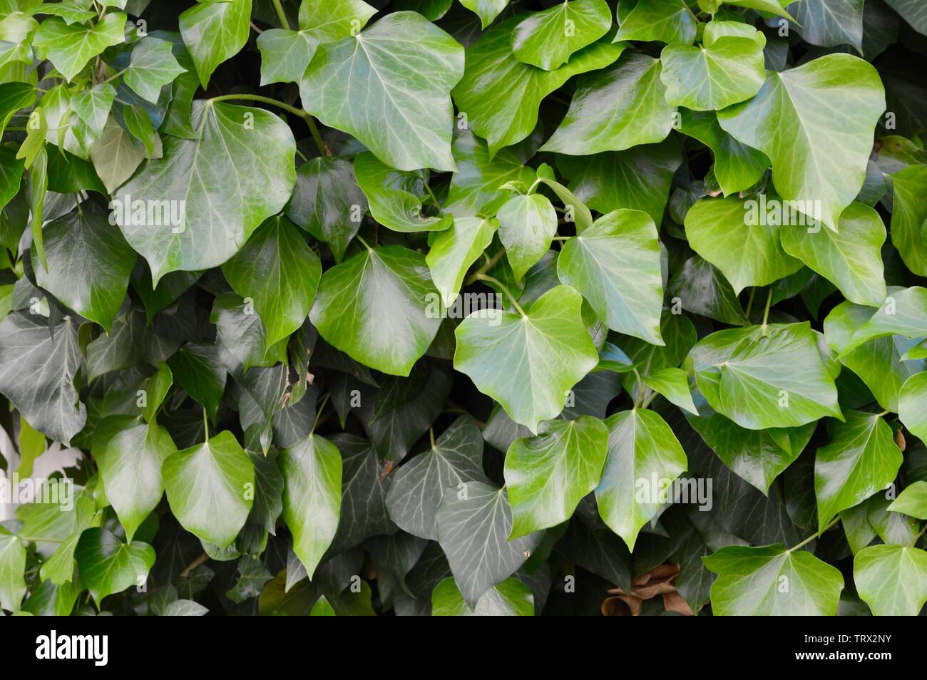 Ivy hedera helix green ripple hi-res stock photography and images - Alamy