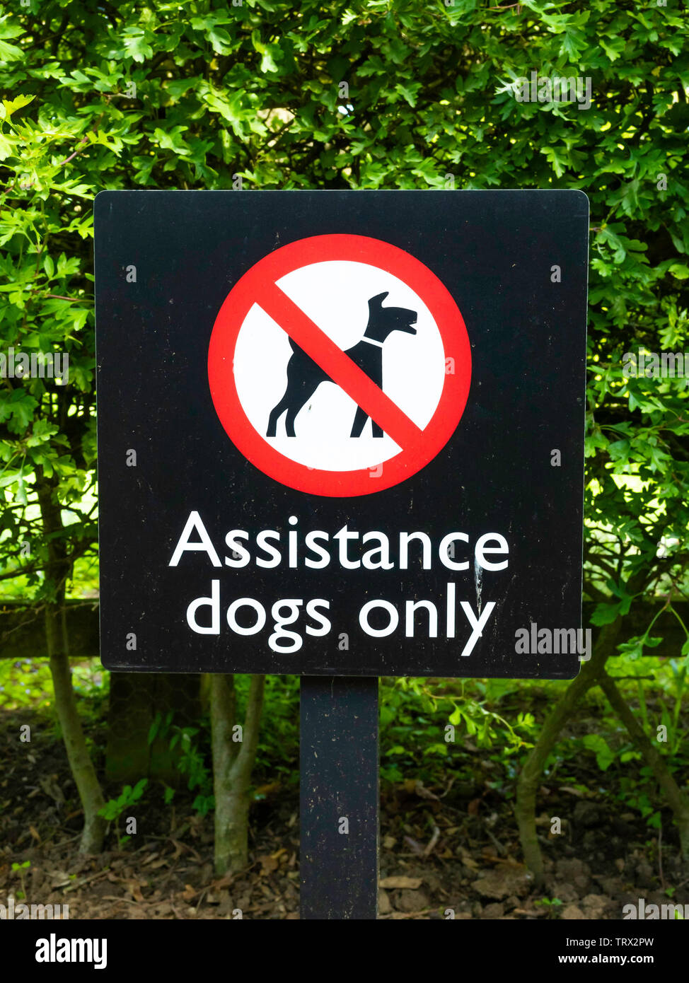 Assistance dogs hi-res stock photography and images - Alamy