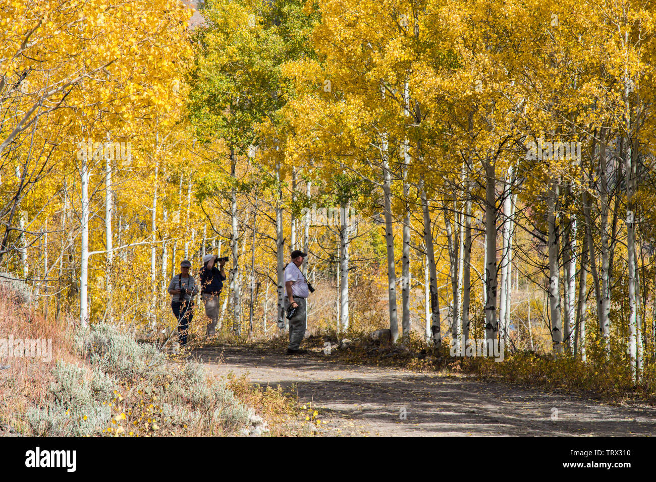 Autumn foliage, aspen trees, Absaroka Ranch, Wyoming Stock Photo - Alamy
