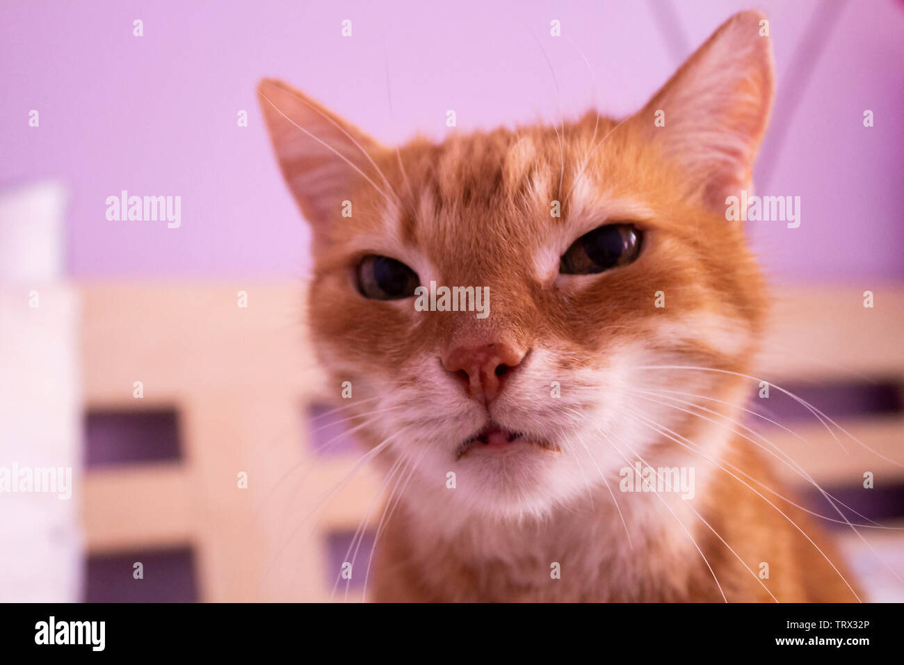 Red cat looking into the camera. Big eyes Stock Photo - Alamy