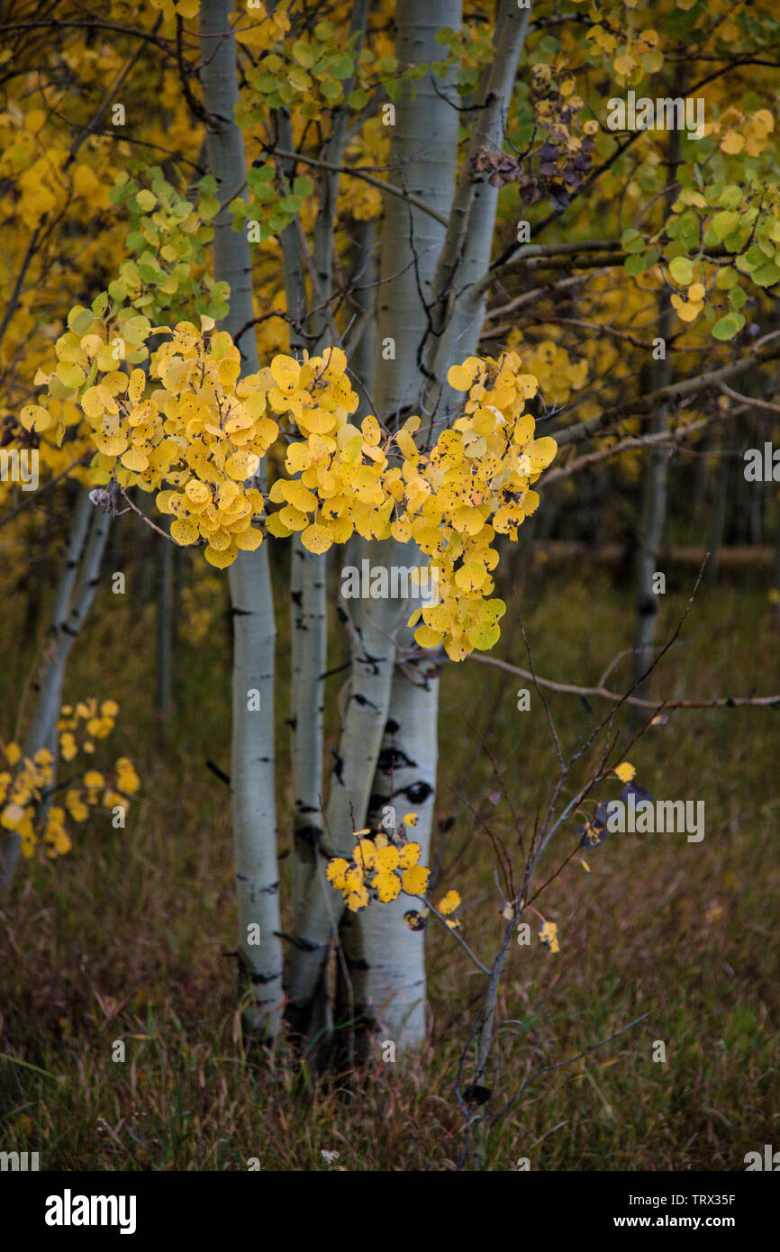 Autumn foliage, aspen trees, Absaroka Ranch, Wyoming Stock Photo - Alamy