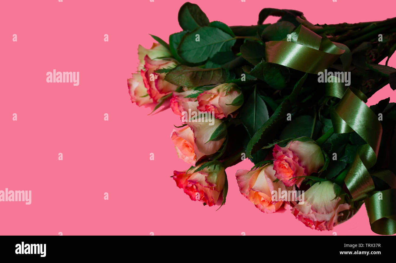 Beautiful rose flower in garden. Rose flower background. Roses flower ...