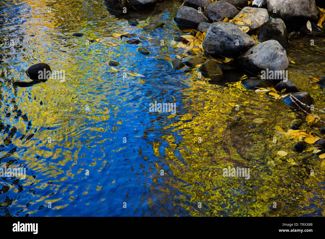 Autumn foliage, aspen trees, Absaroka Ranch, Wyoming. Reflections in ...