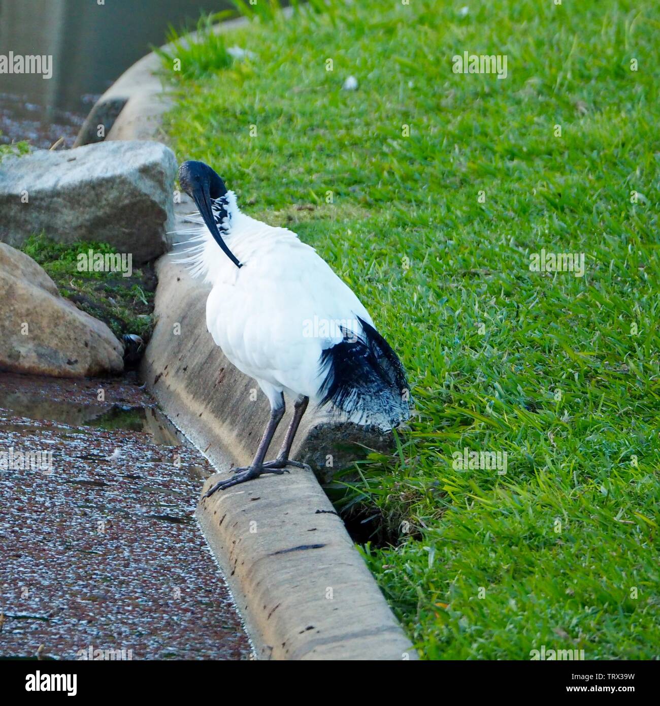 Bird, an Australian White ibis preening, keeping it's plumes beautiful ...