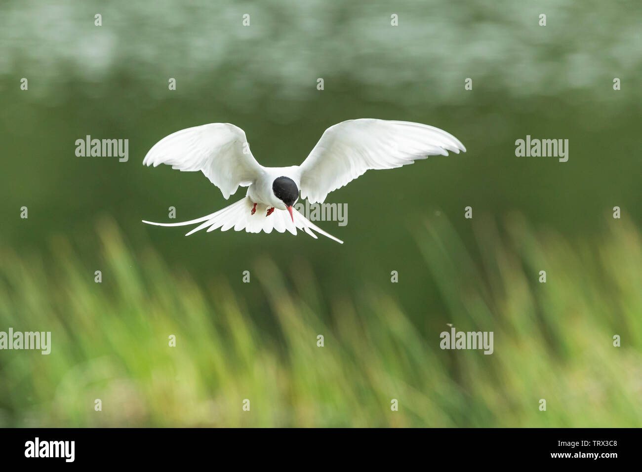 Marsh tern hi-res stock photography and images - Alamy