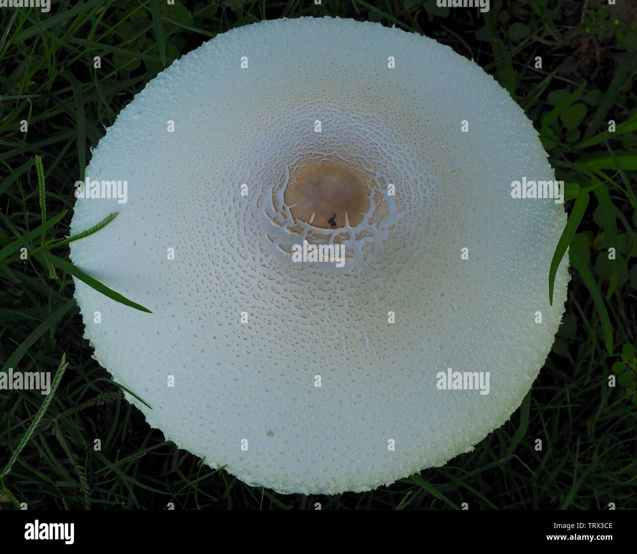 close up of mushroom , maybe Macrolepiota dolichaula, from above ...