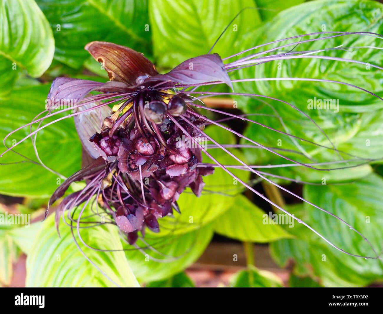 Black bat flower or Tacca Chantrieri plant in bloom, green leaves ...