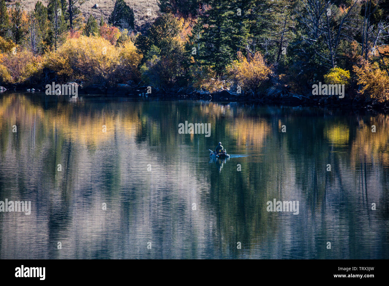 Autumn foliage, aspen trees, Absaroka Ranch, Wyoming. Reflections in ...