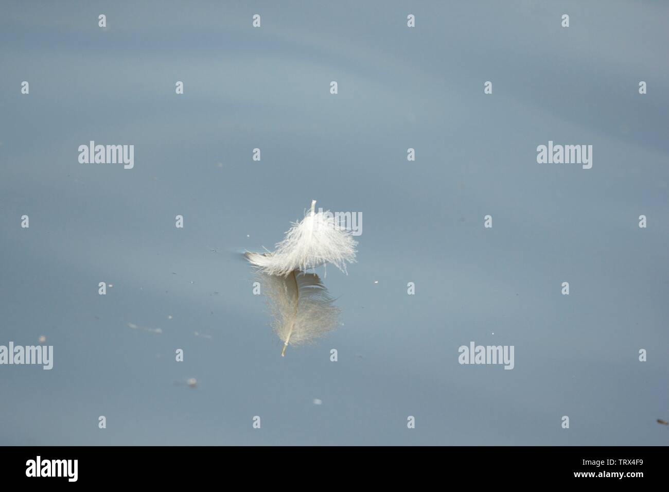 Beautiful feather floating on the water Stock Photo - Alamy