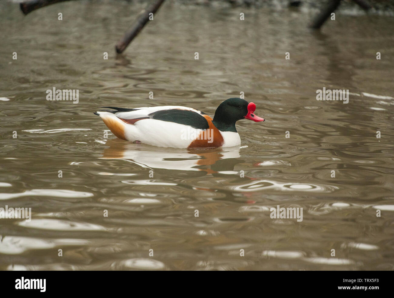 Common Merganser swims in water. This adult male duck is a diving duck ...