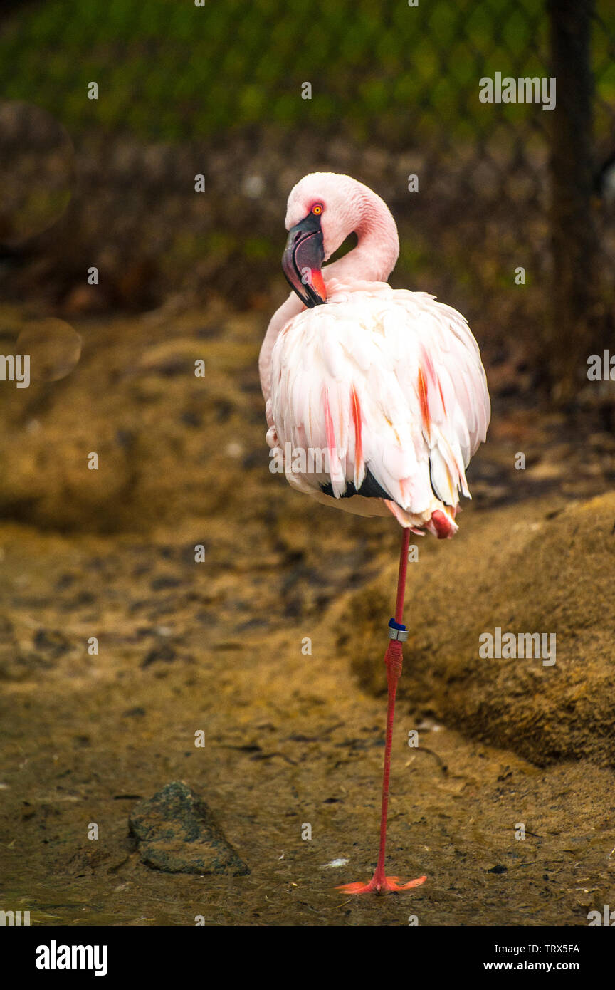 Lesser Flamingo (Phoeniconaias minor) stand near the water's edge ...