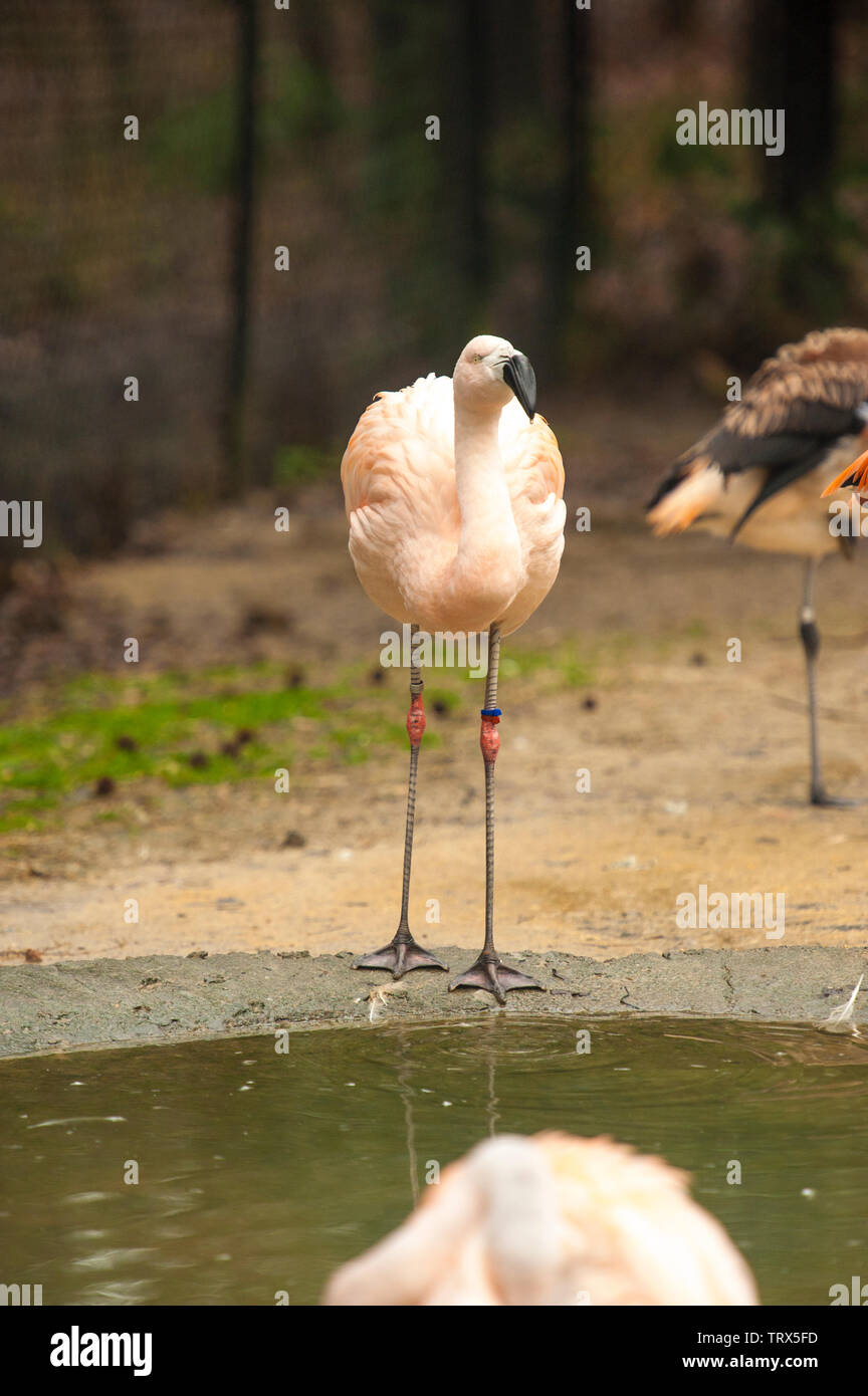 Long neck birds hi-res stock photography and images - Alamy