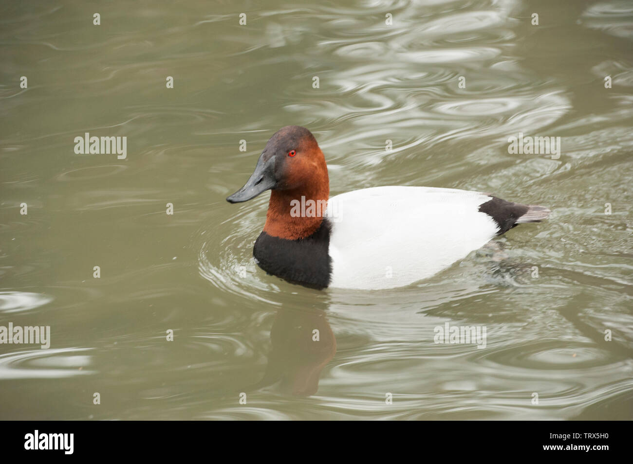 Canvasback (Aythya valisineria) duck swims in the pond water at a bird ...