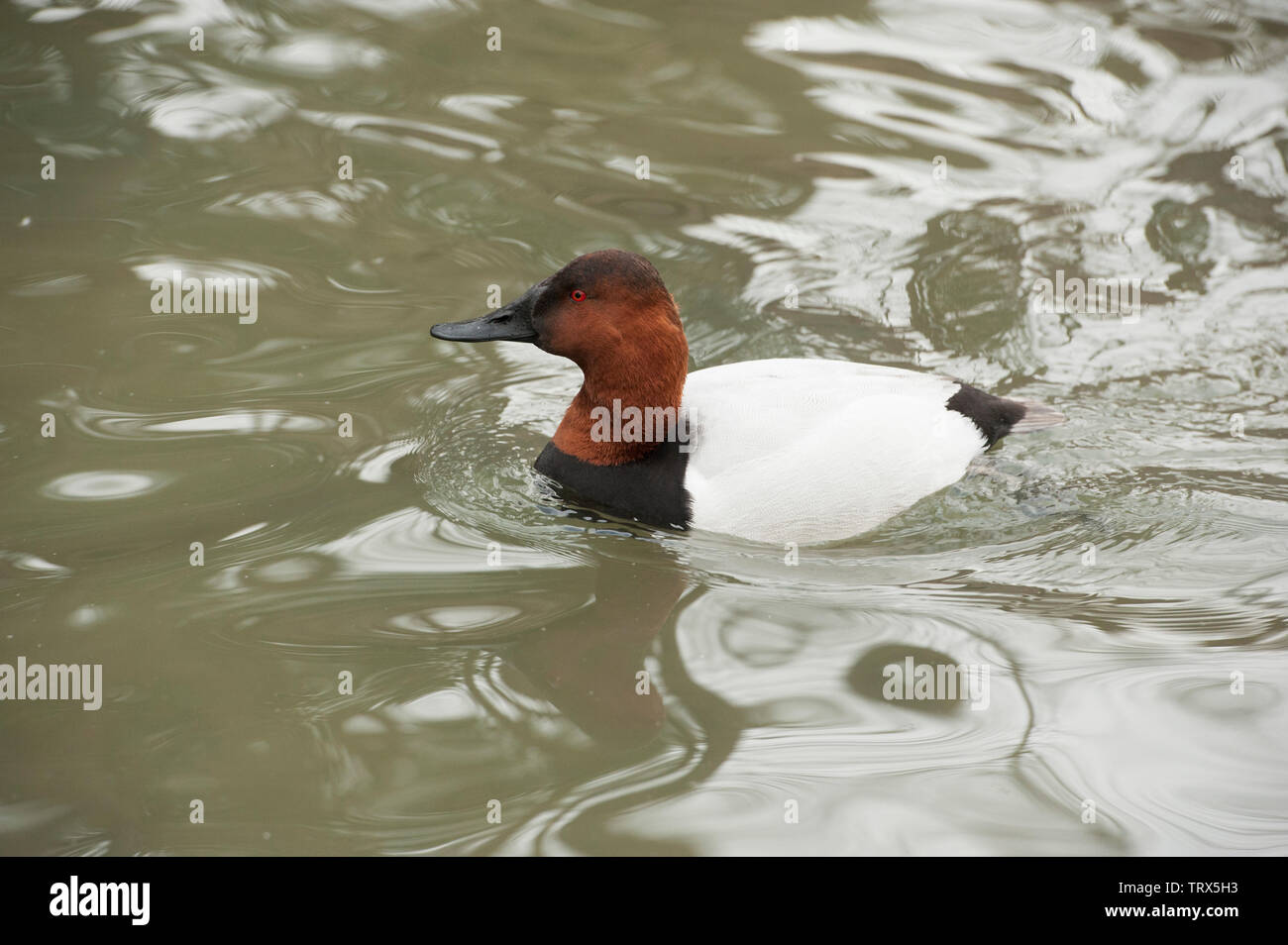 Canvasback (Aythya valisineria) duck swims in the pond water at a bird ...