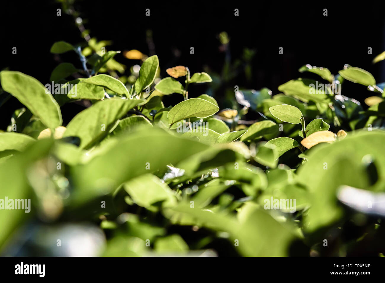 Backlit bush hi-res stock photography and images - Alamy