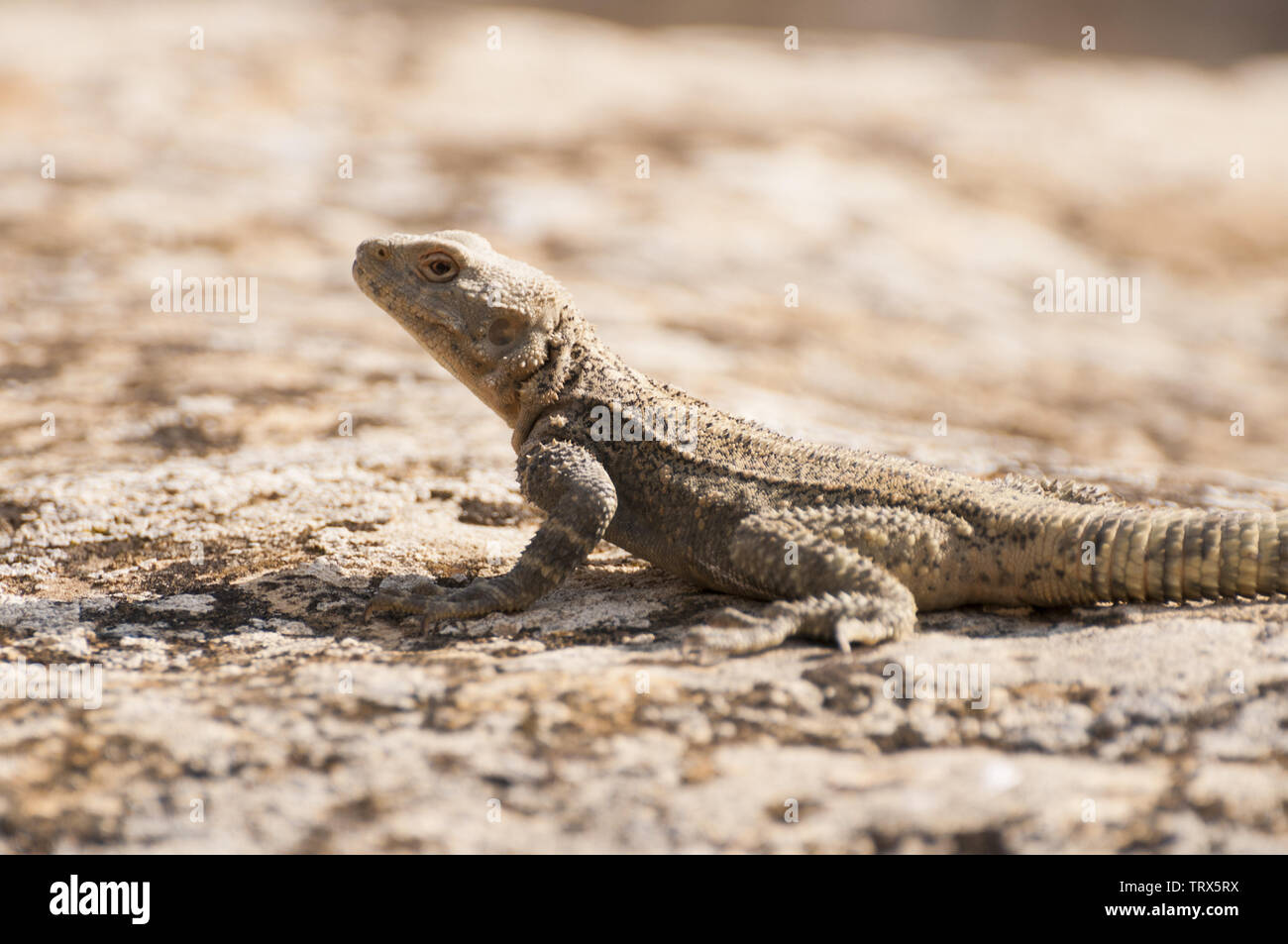 Azerbaijan, Gobustan, Gobustan Petroglyph Reserve, Gobustan Rock Art ...
