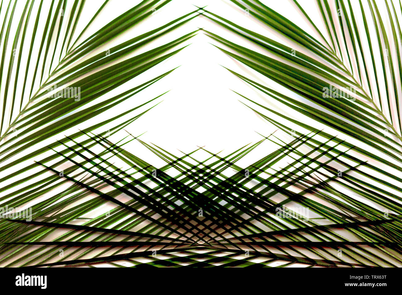 Flat Lay Arrangement of Green Palm Tree Leaves on a White Background ...