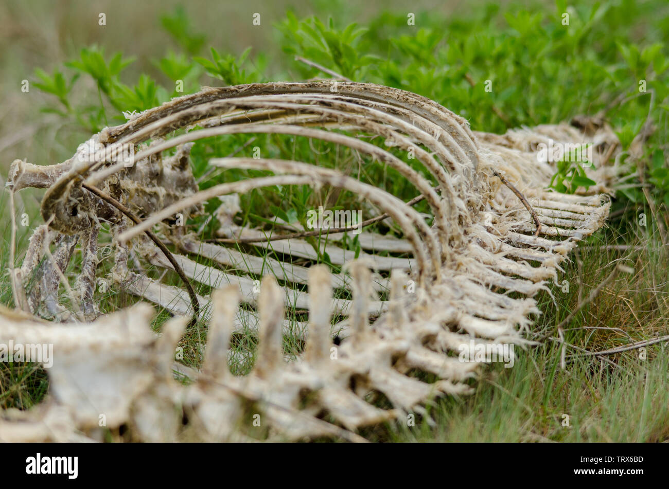 Rotten Carcass Stock Photos & Rotten Carcass Stock Images - Alamy