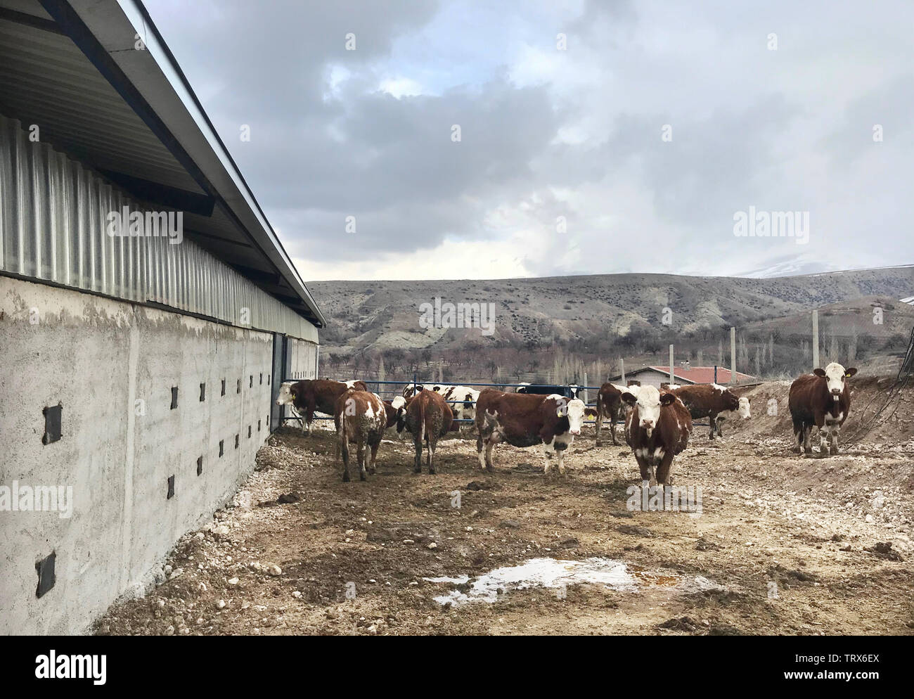 Cow calf in front barn hi-res stock photography and images - Alamy