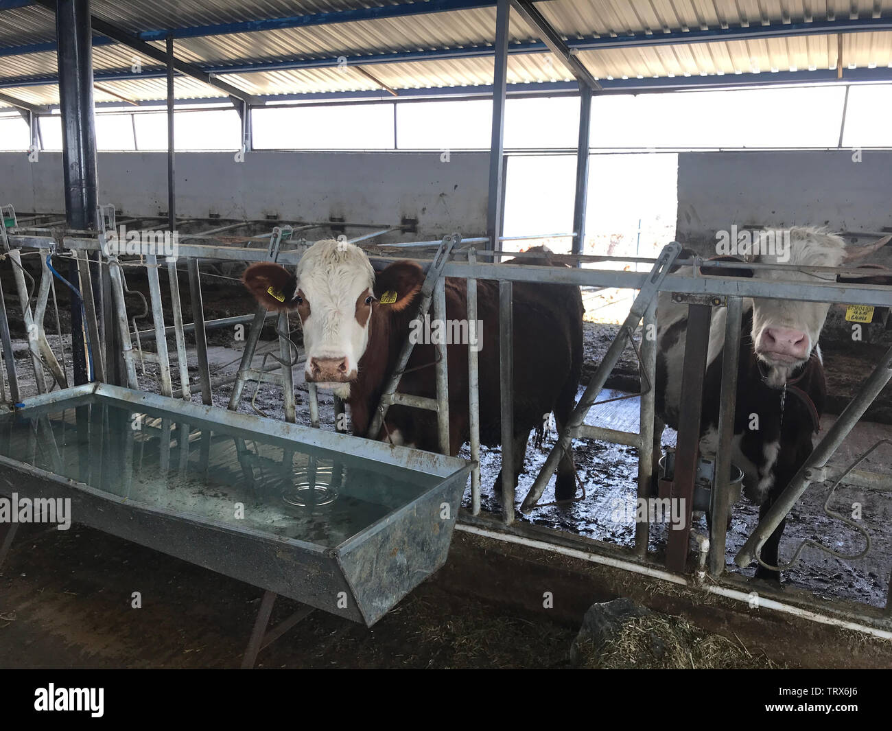 Cow drinking water in the farm barn Stock Photo - Alamy