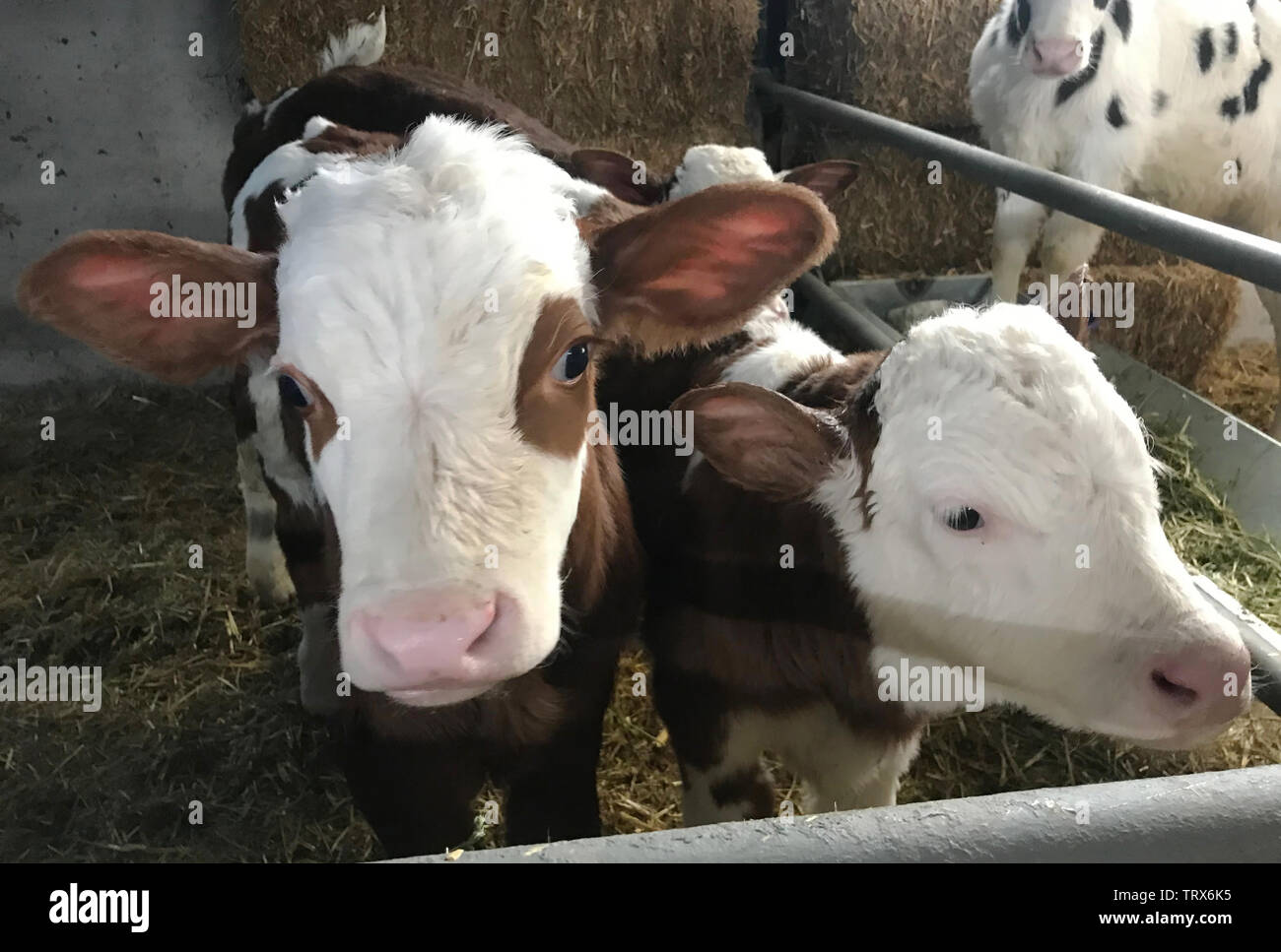 Cows on the farm barn Stock Photo - Alamy